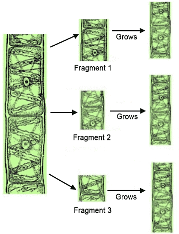 Algae: Chlorophyceae (Green Algae) - Notes | Study Biology Class 11 - NEET