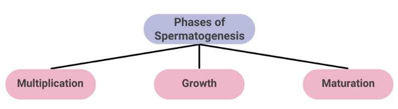 Gametogenesis: Spermatogenesis and Oogenesis - Biology Class 12 - NEET ...