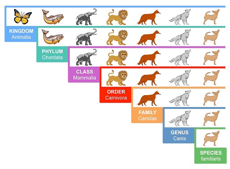 Taxonomy: Identification, Nomenclature & Classification | Biology Class ...