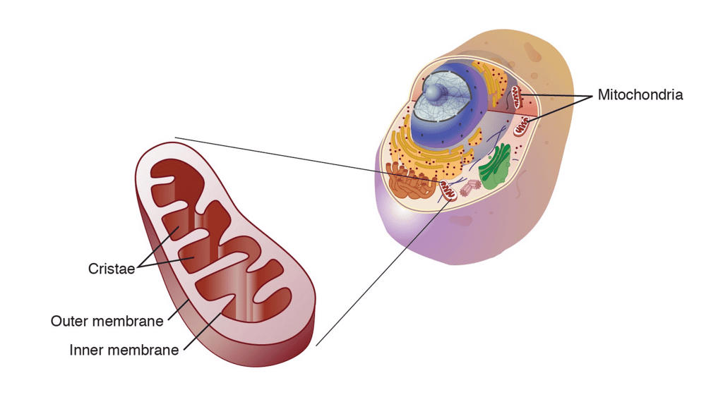 Mnemonics: Cell- The Unit of Life - Biology Class 11 - NEET PDF Download