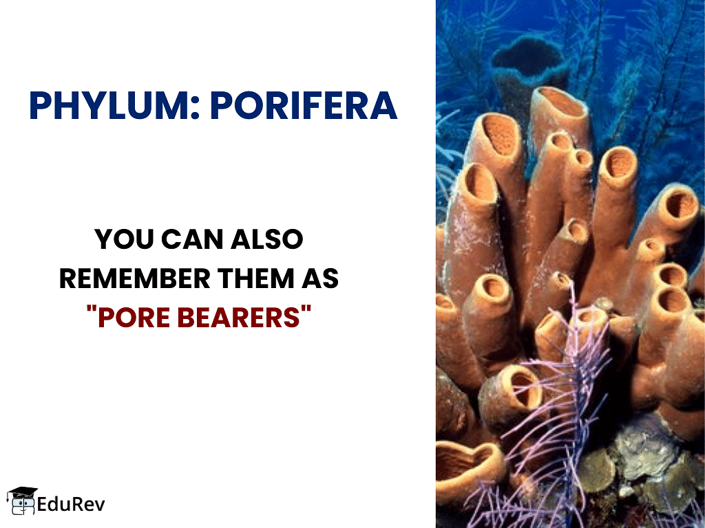 Mnemonics: Animal Kingdom - Biology Class 11 - NEET PDF Download