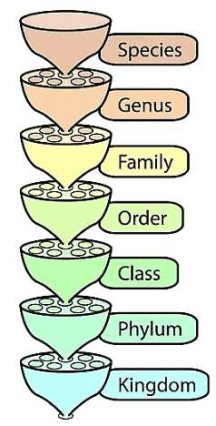 Taxonomy: Identification, Nomenclature & Classification | Biology Class ...
