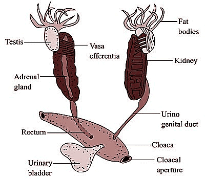 Frog: Morphology & Anatomy | Biology Class 11 - NEET