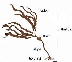 Algae: Chlorophyceae (Green Algae) - Notes | Study Biology Class 11 - NEET
