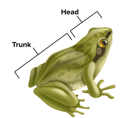 Structural Organization in Animals Chapter Notes - Biology Class 11 ...