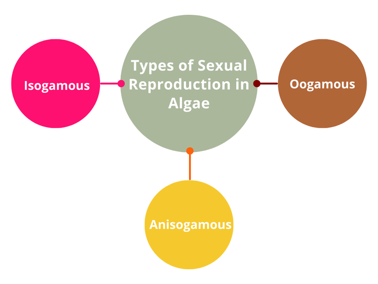 Algae: Chlorophyceae (Green Algae) - Notes | Study Biology Class 11 - NEET