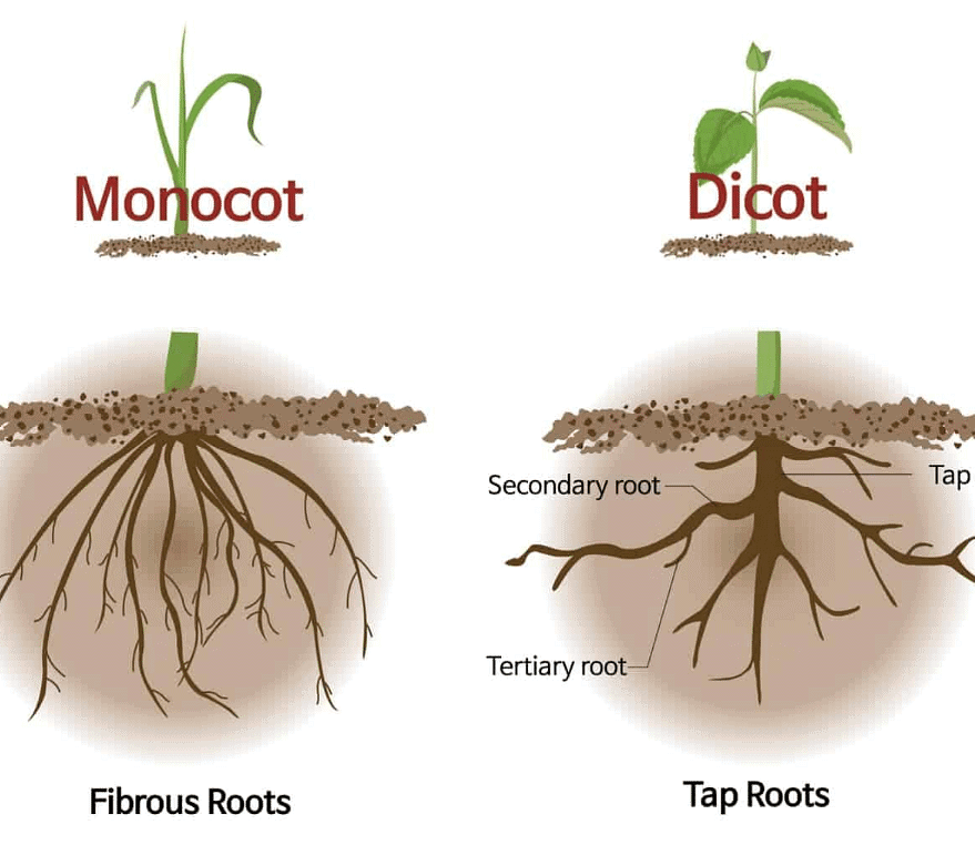 Morphology of Flowering Plants Chapter Notes - Biology Class 11 - NEET ...