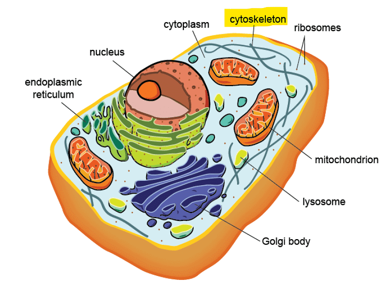 Important Notes for NEET: Cell: The Unit of Life | Biology Class 11