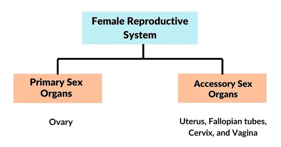 The Female Reproductive System - Biology Class 12 - NEET PDF Download