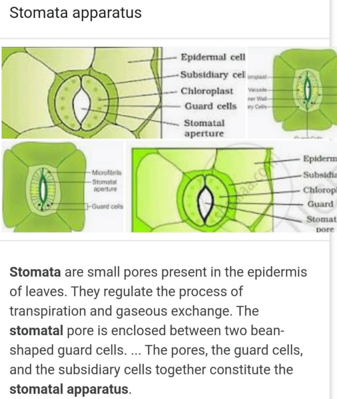 What is stomal apparatus? - EduRev Class 9 Question