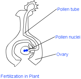 Reproduction in Plants Class 7 Notes Science Chapter 8 Free PDF