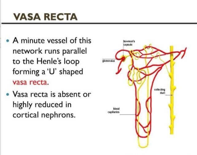 Vasa recta isa)L-shapedb)S-shapedc)U-shapedd)J-shapedCorrect answer is ...