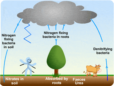 Simple Nitrogen Cycle Animation
