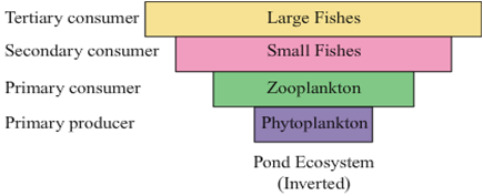 Ecosystems & Ecological Pyramids | Biology Class 12 - NEET