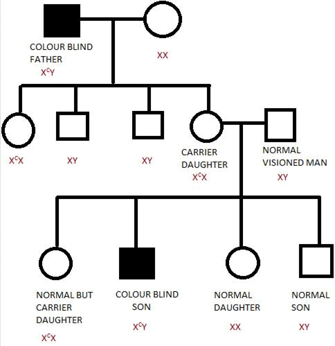 NCERT Exemplar: Principles of Inheritance and Variation - 2 - Biology ...
