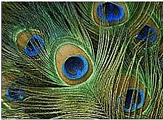 Ear To Ear - 1 Class 4 Worksheet EVS Chapter 2