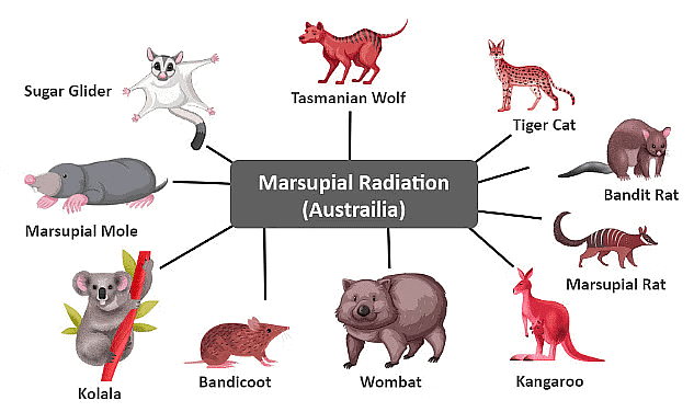 Evidence of Evolution and Adaptive Radiation - Biology Class 12 - NEET ...