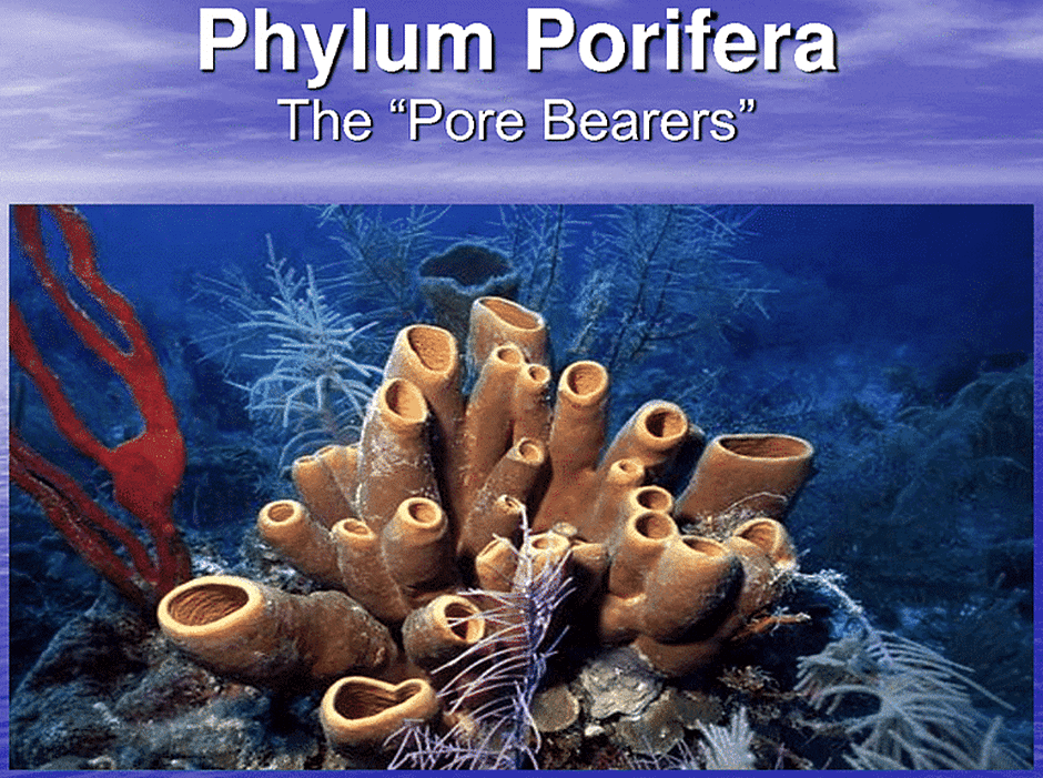Phyla - Porifera & Coelenterata - Notes | Study Biology Class 11 - NEET