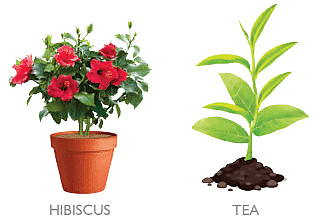 Plants Around Us - Class 1 PDF Download