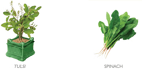 Plants Around Us - Class 1 PDF Download