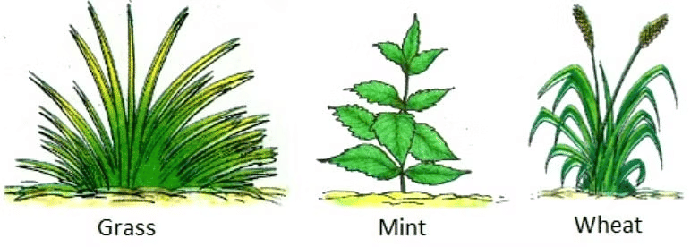 Plants Around Us - Class 1 PDF Download