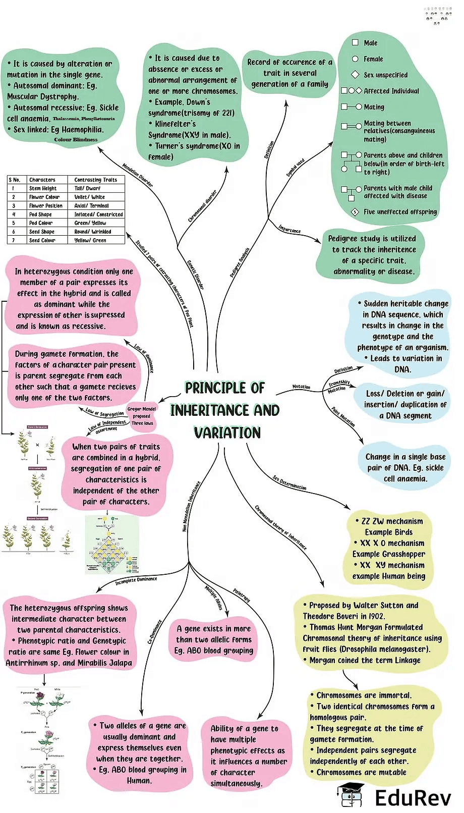 Mind Map: Principles of Inheritance and Variation - Biology Class 12 ...