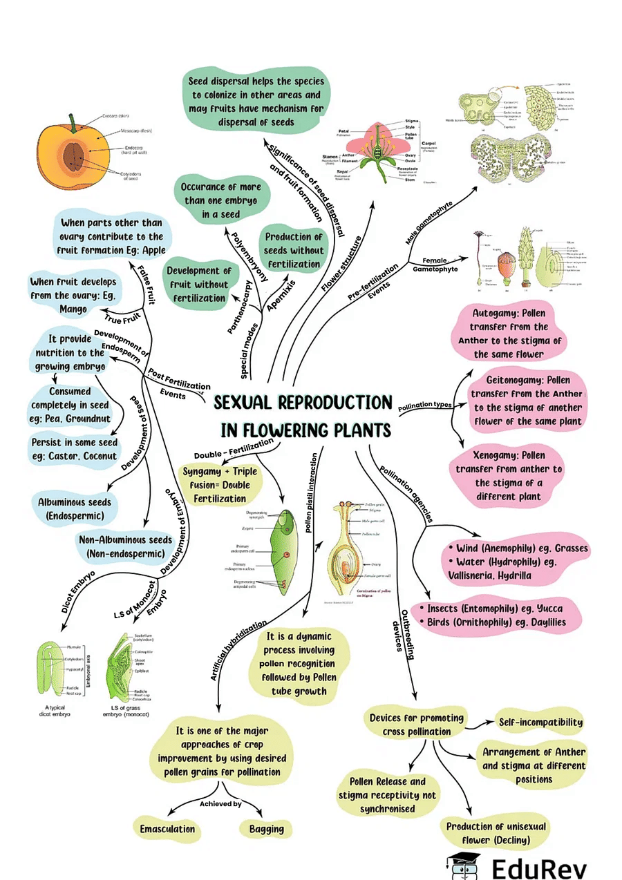 Mindmap: Sexual Reproduction in Flowering Plants - Biology Class 12 ...