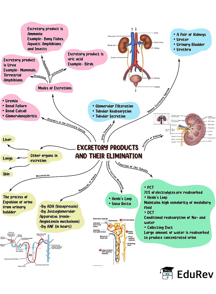 Mind Map: Excretory Products and their Elimination - Biology Class 11 ...