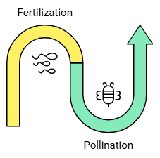 Important Definition: How do Organisms Reproduce? - Science Class 10 ...