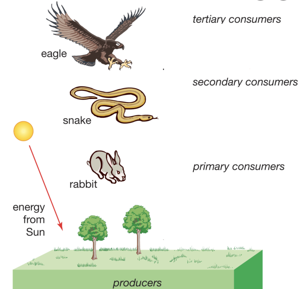 Ecosystem and Food Chain - Science Class 10 PDF Download