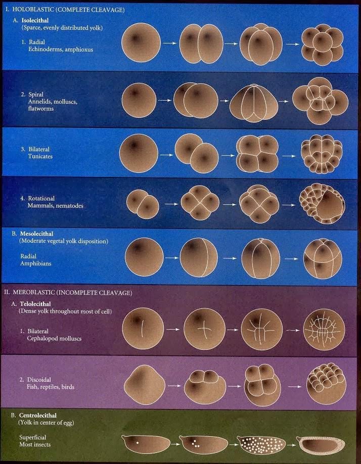 Types of cleavage? - EduRev NEET Question