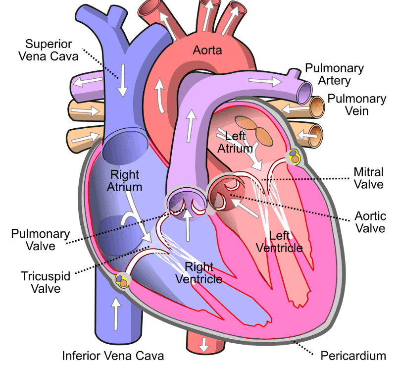 Structure of Human Heart - Class 10 PDF Download
