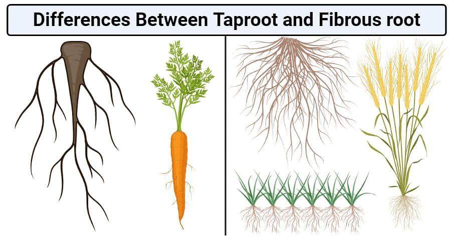 Class 6 Science Chapter 4 Question Answers - Getting to know plants