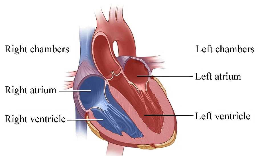 Structure of Human Heart - Class 10 PDF Download