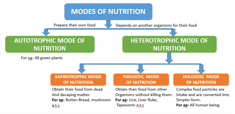 Nutrition in Plants Class 7 Worksheet Science Chapter 1