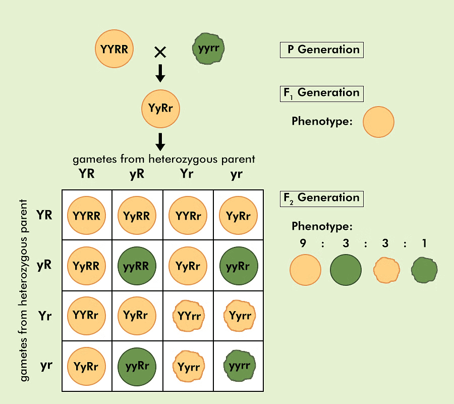 Heredity Chapter Notes - Class 10 PDF Download