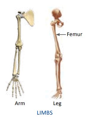The Skeletal System - Science Class 5 PDF Download