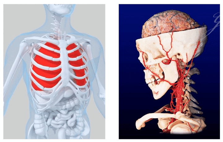 The Skeletal System | Science Class 5