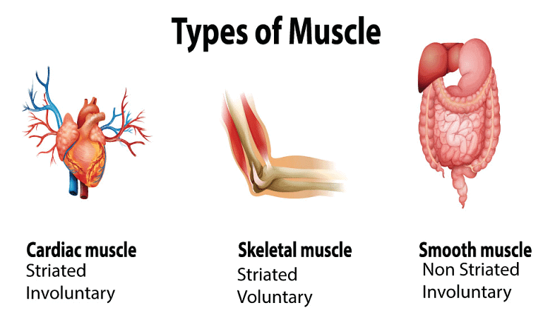 Muscles & Types of Muscles | Science Class 5