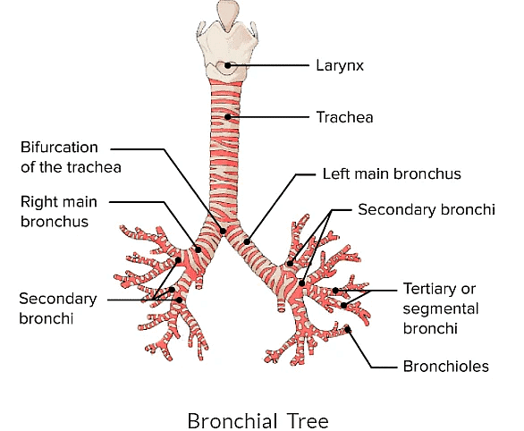 Human Respiratory System | Biology Class 11 - NEET