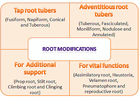 The Root: Types, Regions & Modifications | Biology Class 11 - NEET
