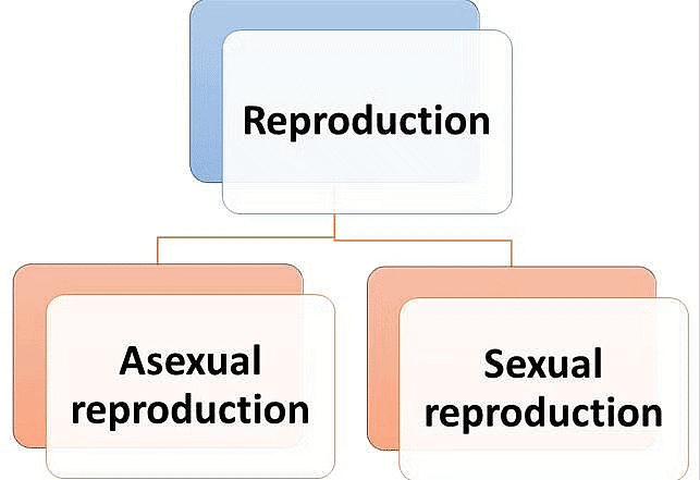 Reproduction in Plants - Science Class 5 PDF Download