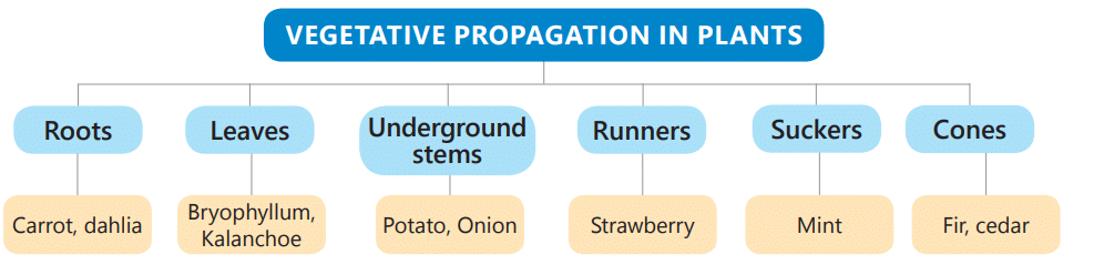 Reproduction in Plants - Science Class 5 PDF Download