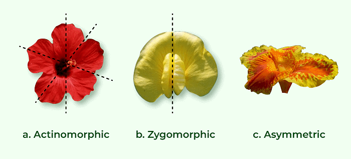 Important Notes for NEET: Morphology of Flowering Plants - Notes ...