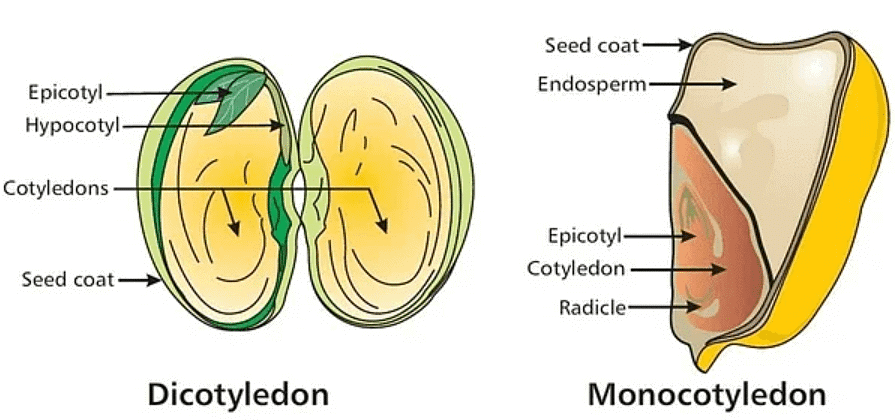 Morphology of Flowering Plants Chapter Notes - Biology Class 11 - NEET ...