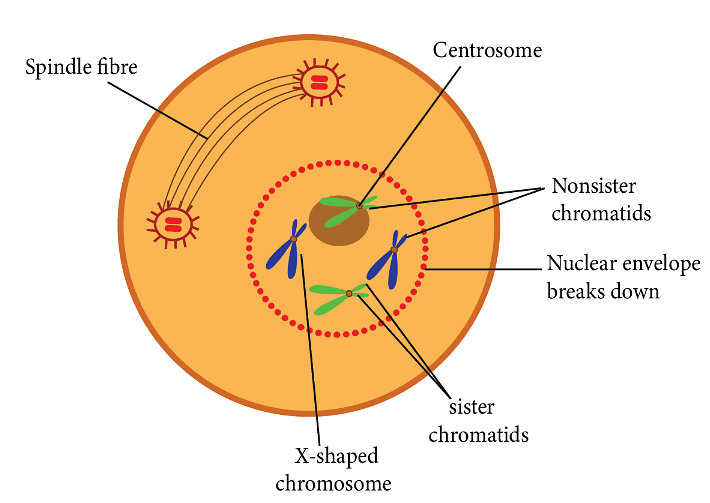 Cell Cycle and Mitosis - Biology Class 11 - NEET PDF Download