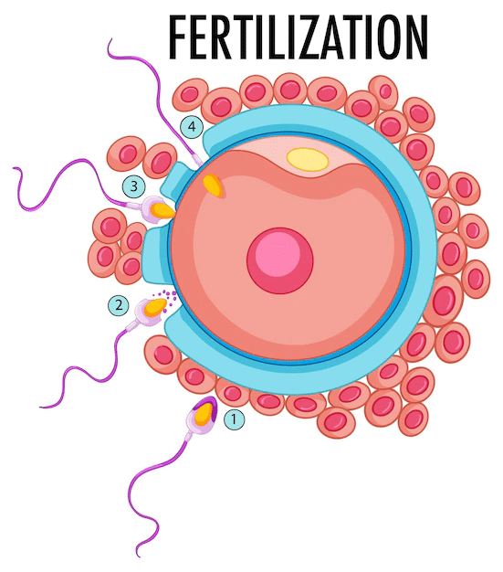 Human Reproduction Chapter Notes - Biology Class 12 - NEET PDF Download