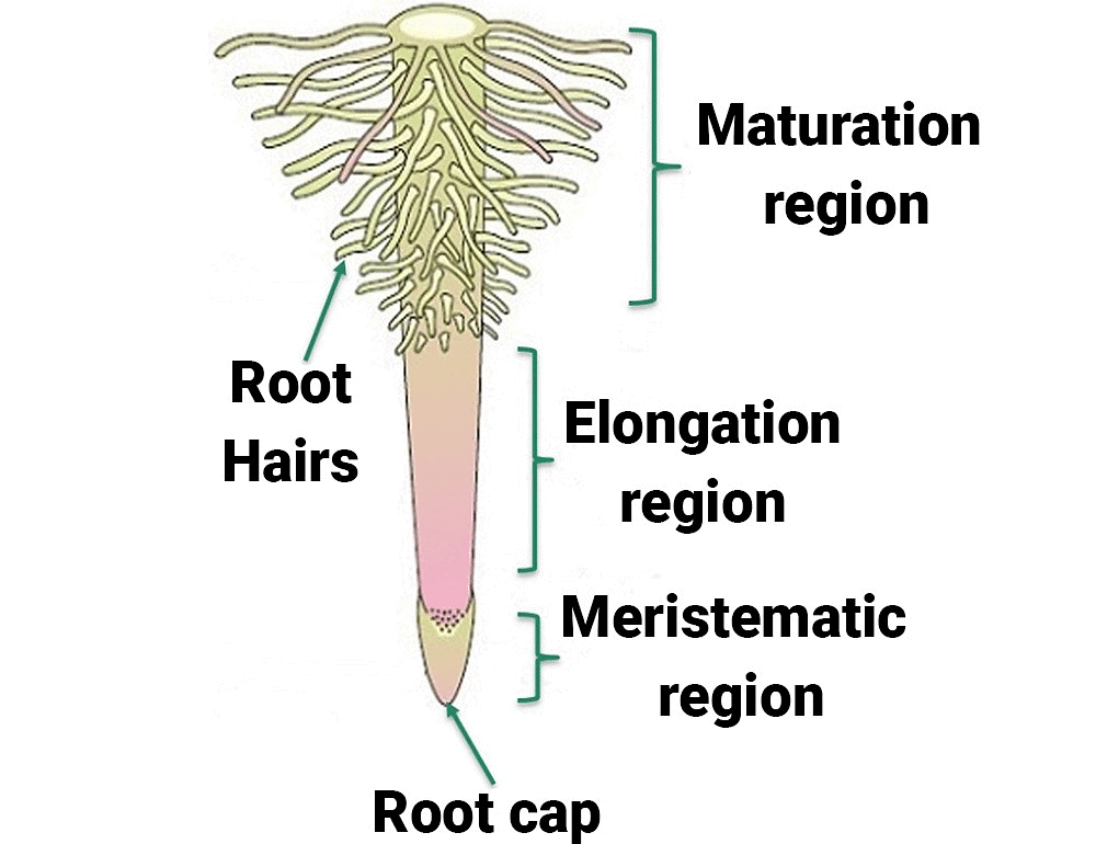 The Root: Types, Regions & Modifications | Biology Class 11 - NEET