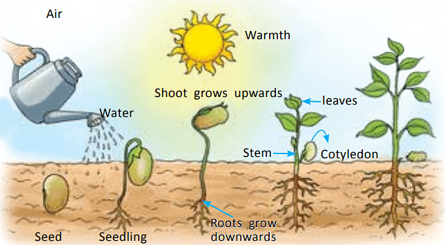 How does a Plant Grow from the Seed? - Science Class 5 PDF Download