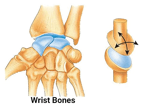 The Joints - Science Olympiad for Class 5 PDF Download